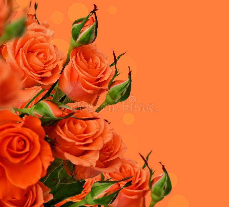 Orange roses stock photo. Image of orange, bouquet, plants - 36989740
