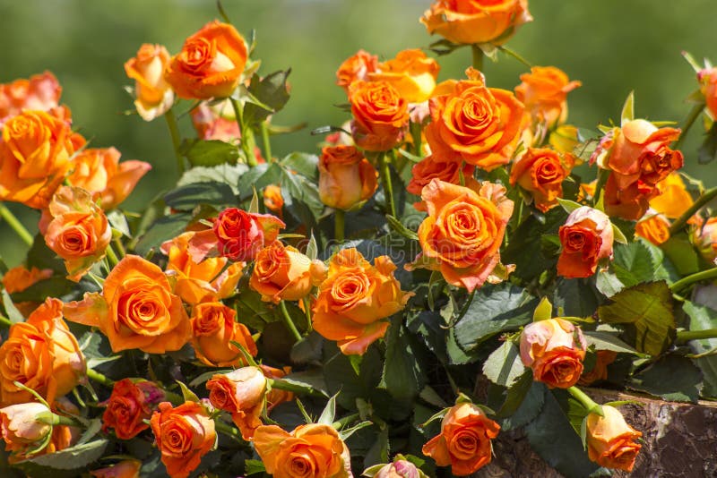 Orange roses background stock photo. Image of bouquet - 237229888
