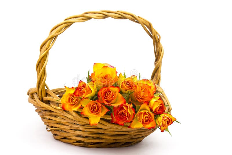 Roses in a Basket on White Background Stock Image - Image of orange ...