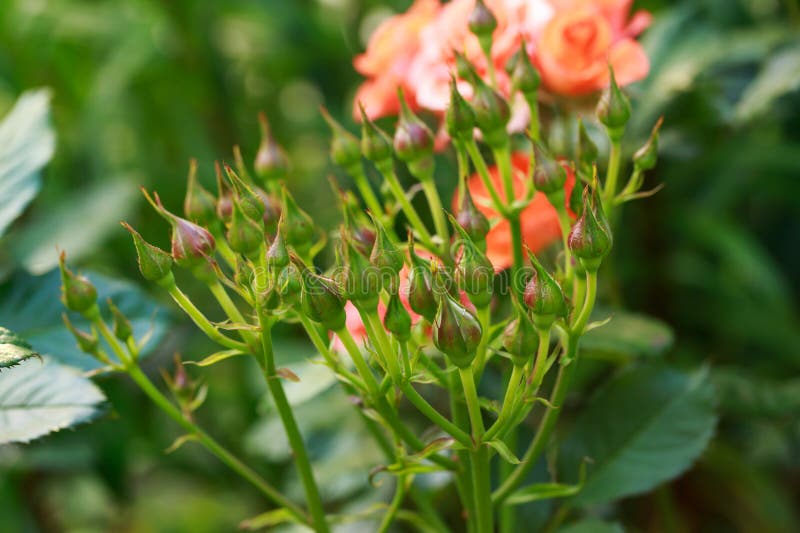 Orange roses bloom stock image. Image of floral, petal - 277005271