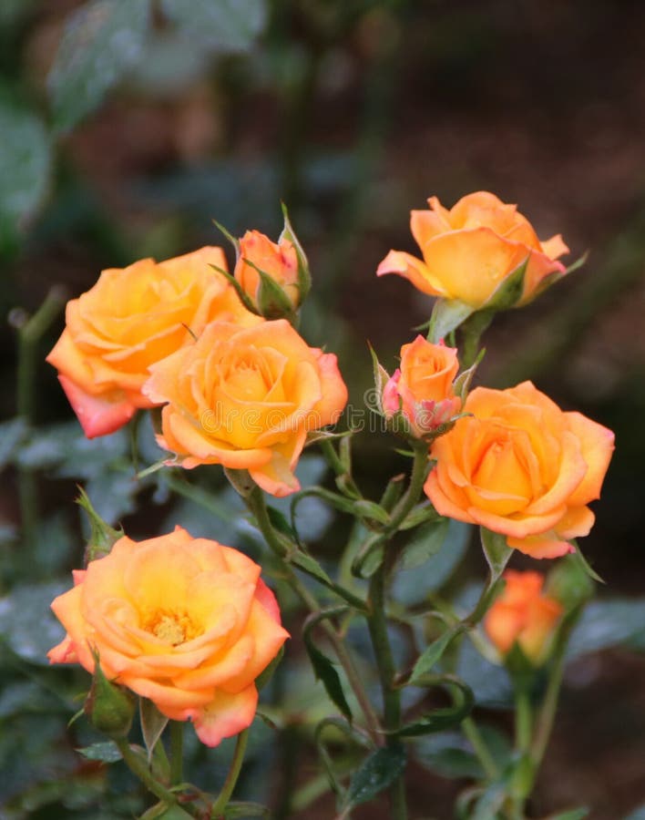Orange roses stock photo. Image of nature, fresh, garden - 89635572