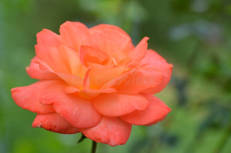 Orange Roses Blooming in the Garden Stock Image - Image of nature ...