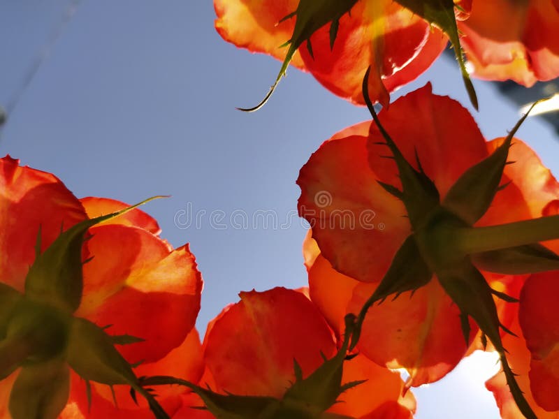 Orange Roses and Blue Sky. Bottom View Stock Photo - Image of shrub ...