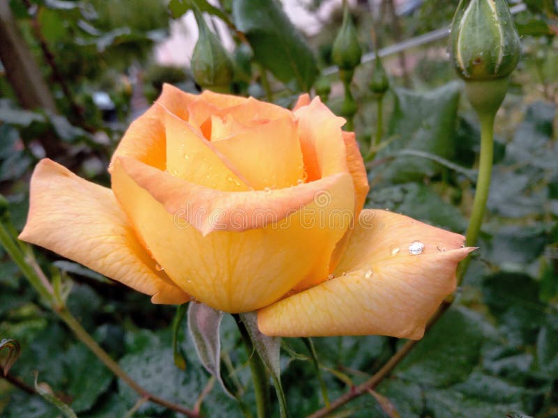 Orange Roses Bud in the Spring Garden Stock Photo - Image of isolated ...