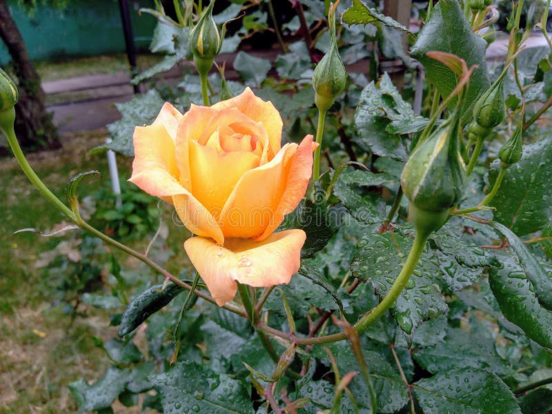 Orange Roses Bud in the Spring Garden Stock Image - Image of flower ...