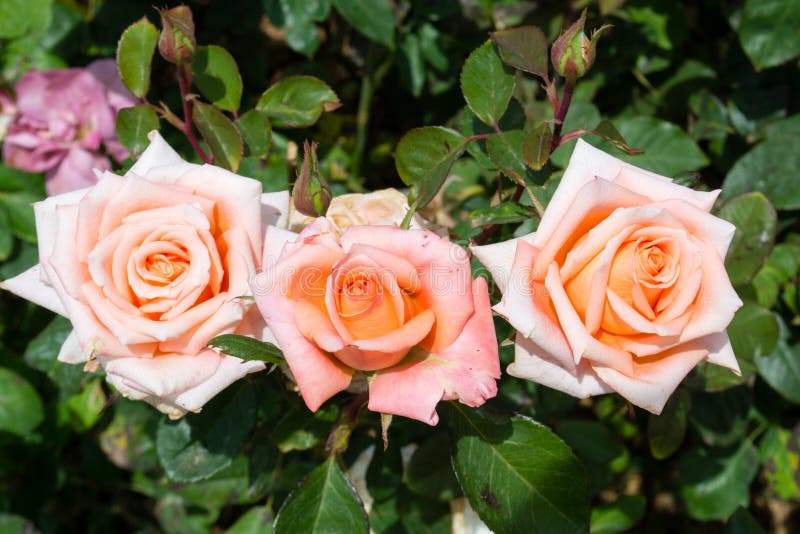 Orange Roses -full stock image. Image of decor, close - 91967237