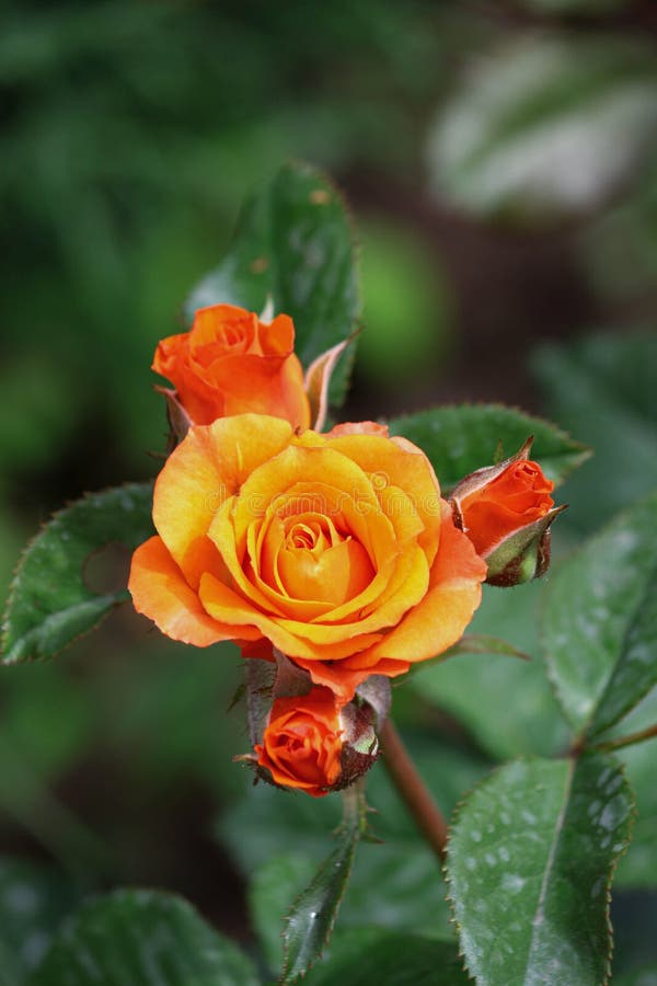 Orange Roses in the Garden. Bouquet of Roses Stock Image - Image of ...