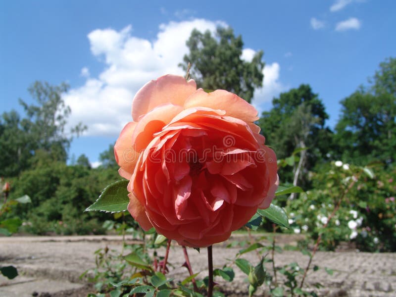 Orange Roses in the Garden. Stock Photo - Image of close, crimson: 93459506