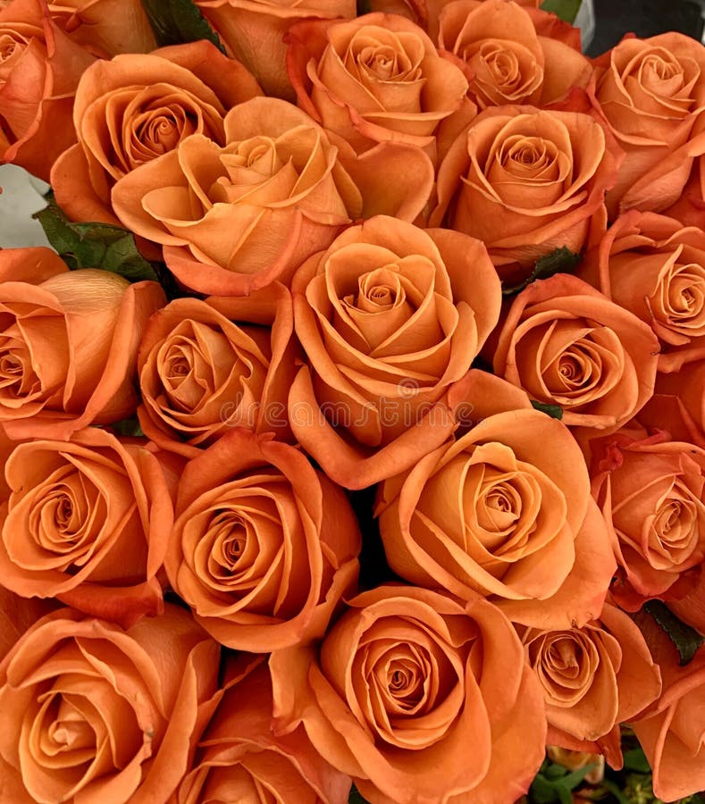 Orange Roses from the Garden. Stock Photo - Image of summer, romance ...