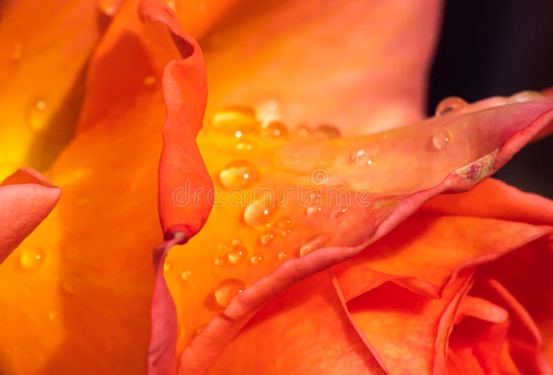 Orange Roses in the Garden with Raindrops Stock Image - Image of ...