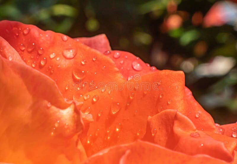 Orange Roses in the Garden with Raindrops Stock Photo - Image of love ...
