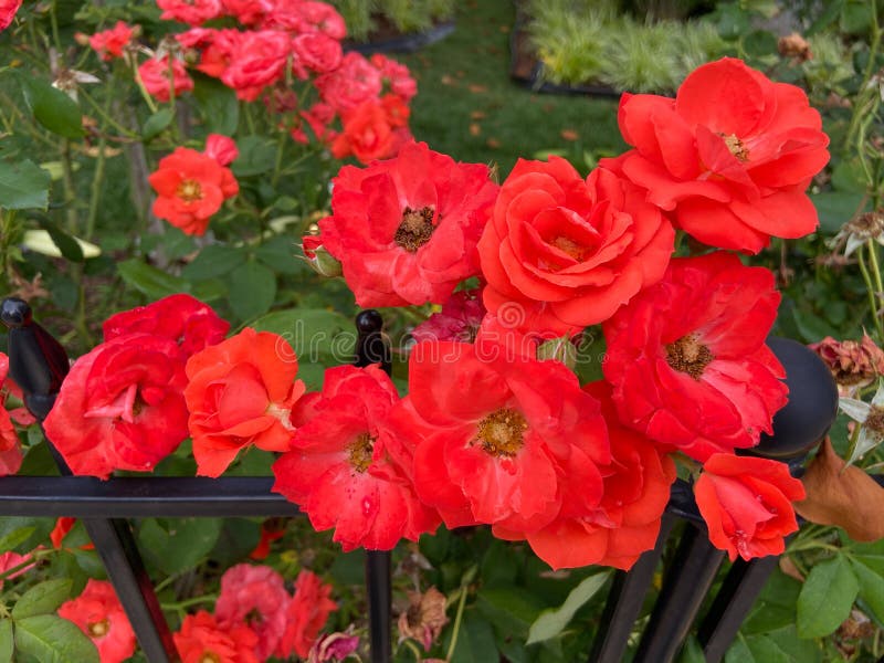 Orange Roses in the Garden in Spring Stock Photo - Image of nature ...