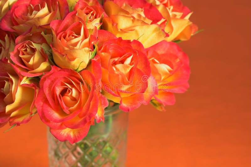 Orange Roses in glass vase stock image. Image of romantic - 2703143