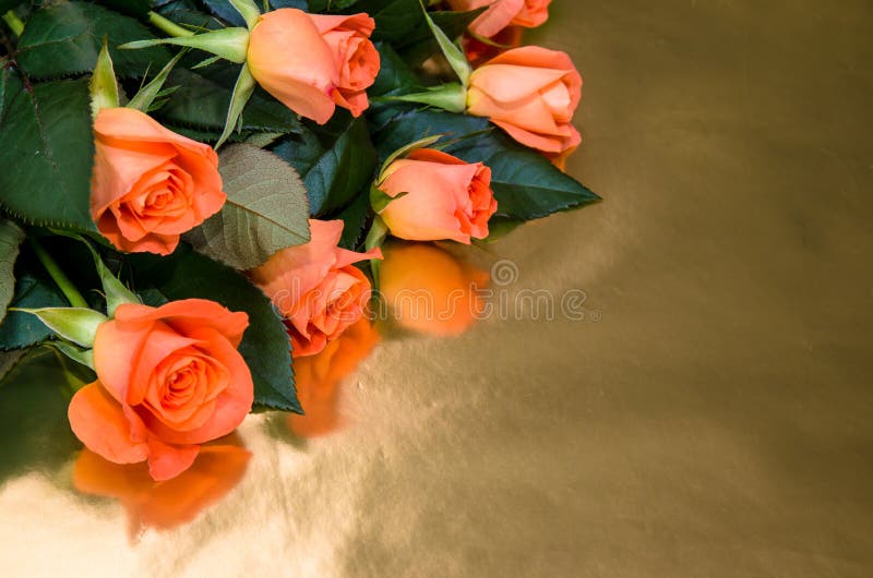 Orange roses stock image. Image of flower, floral, woman - 46598595