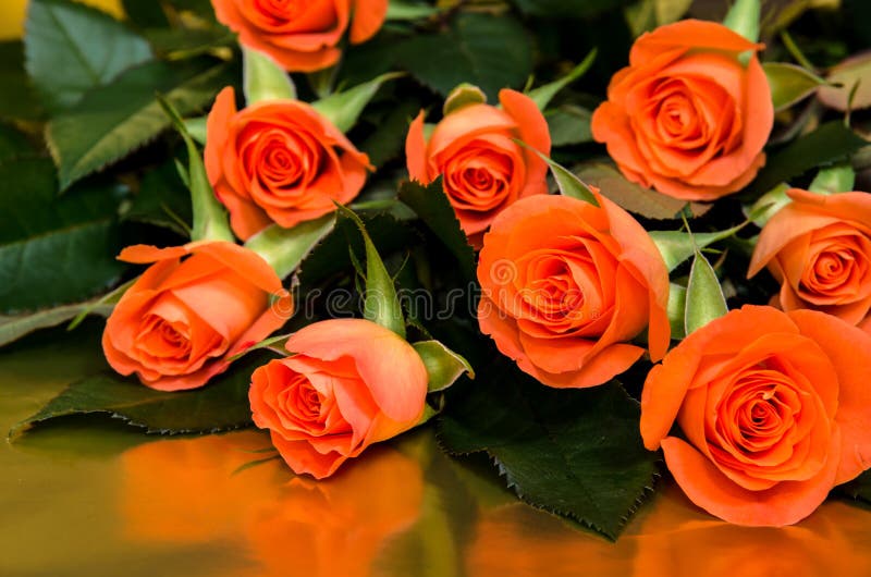 Orange roses stock image. Image of flower, bouquet, birthday - 46598647