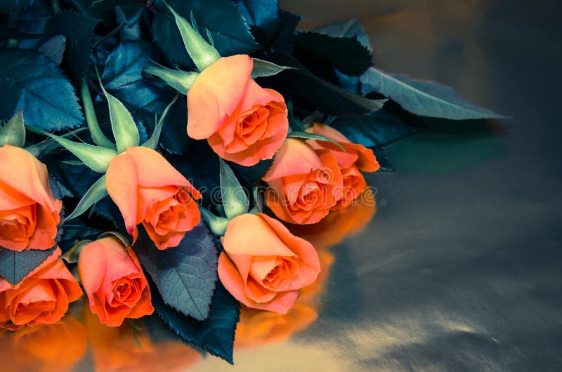 Orange roses stock image. Image of valentines, mothers - 46598835