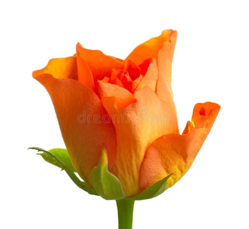 Orange roses isolated stock image. Image of white, background - 19578713