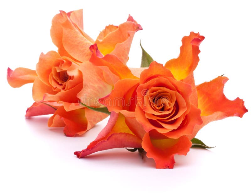 Orange roses stock photo. Image of pair, macro, head - 39128802
