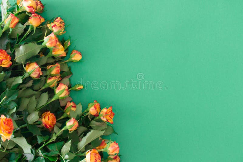 Orange Roses on Left Side of Green Colored Paper Background with Copy ...