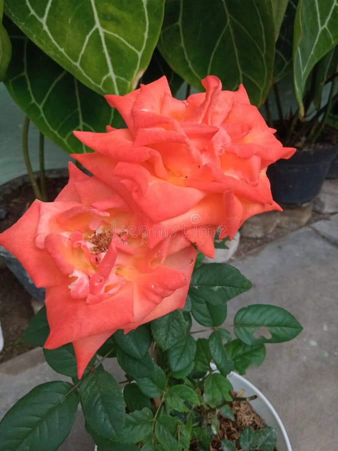 Orange Roses in the Morning Around the Yard. Stock Image - Image of ...