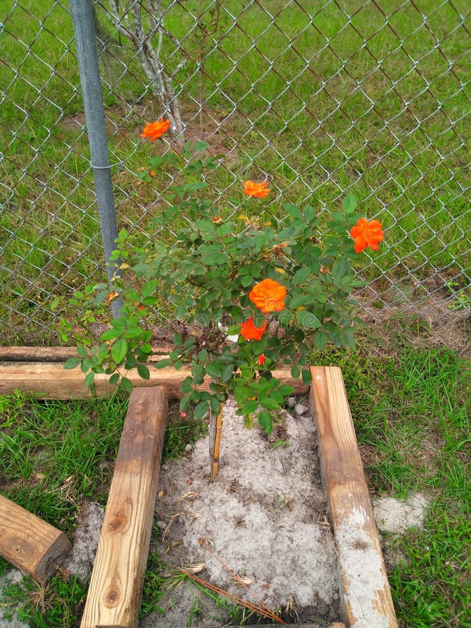 Orange Roses Outside Tree Bushy Stock Photo - Image of roses, outside ...