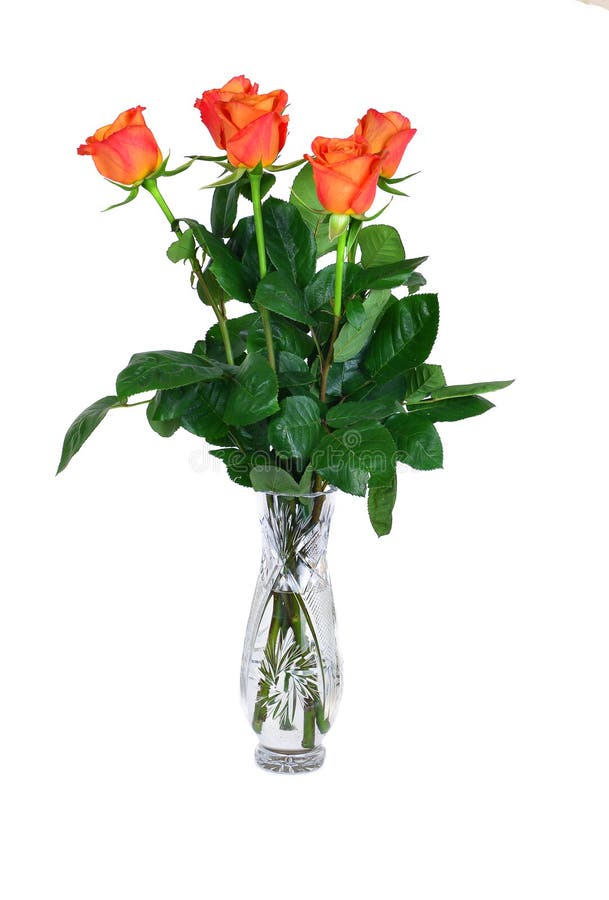 Orange roses stock image. Image of beauty, beautiful - 52545905