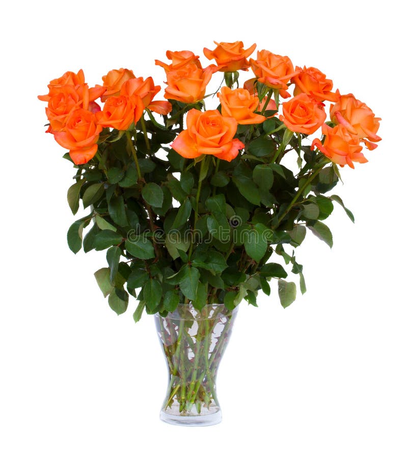 Orange Roses in the Garden. Stock Photo - Image of close, crimson: 93459506