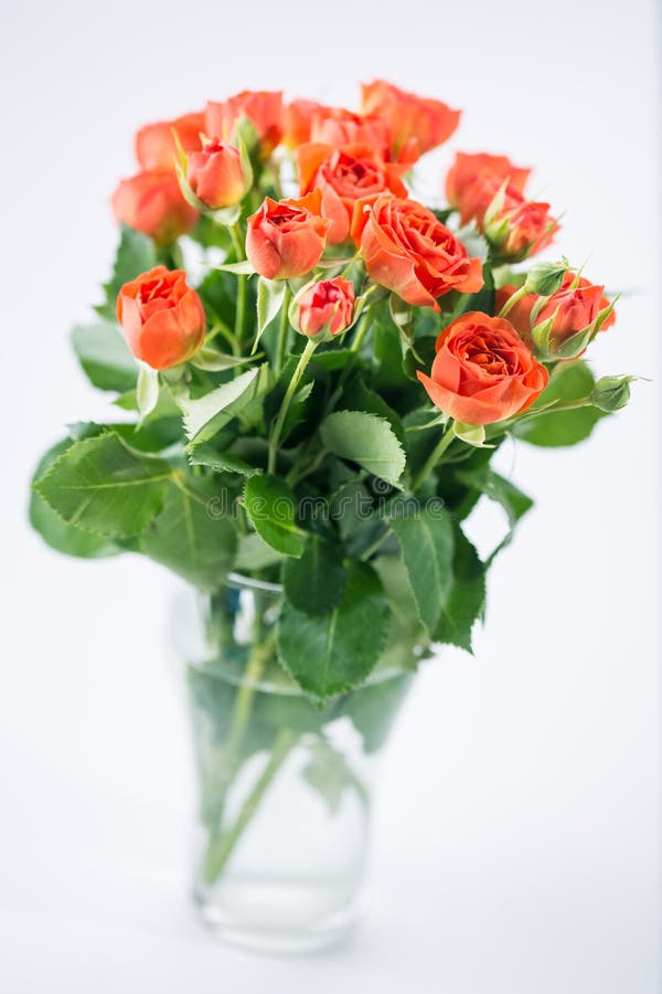 Orange roses in vase stock photo. Image of birthday, glass - 39525538