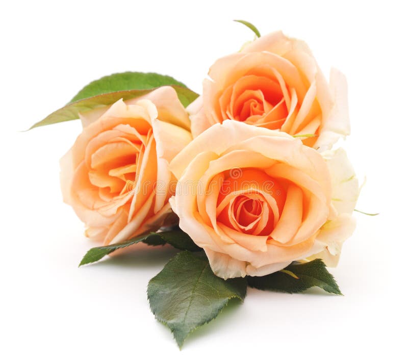 Orange roses. stock photo. Image of nature, birthday - 55523826