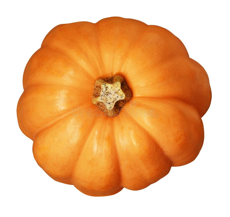 Round Pumpkin in Shade of Large Leaves Stock Photo - Image of ...