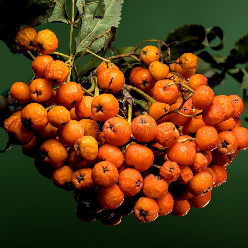 Orange Rowan Berries on a Solid-colored Background Stock Photo - Image ...