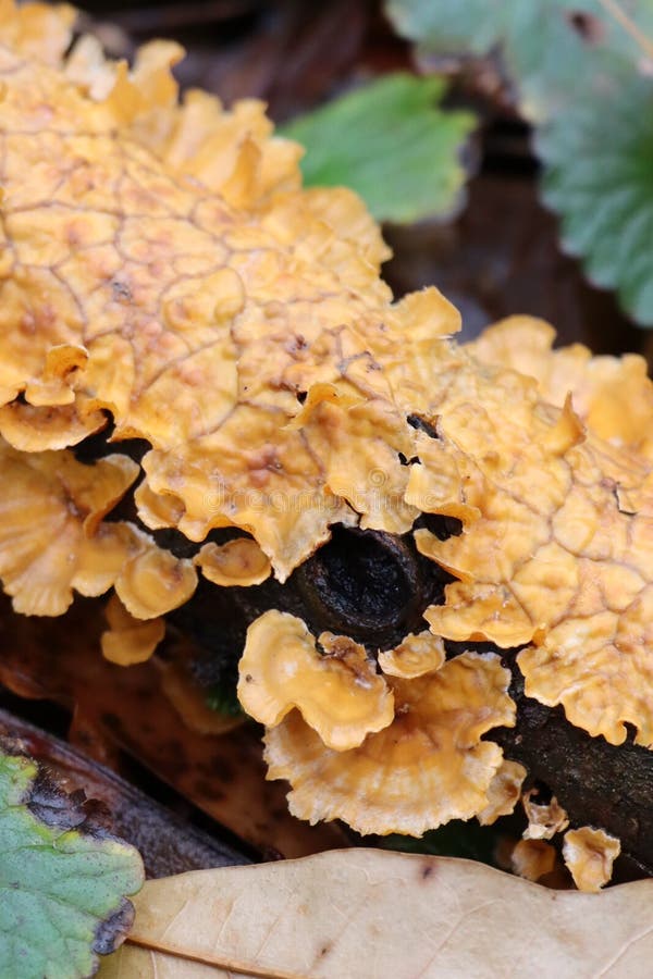 Orange Ruffled Shelf Fungi on Tree Branch II Stock Image - Image of ...
