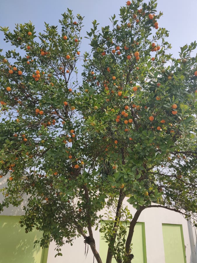 Orange& X27;s Tree in India Stock Image - Image of nature, greenry ...