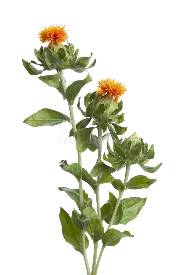 Safflower stock photo. Image of isolated, plants, organic - 19832234