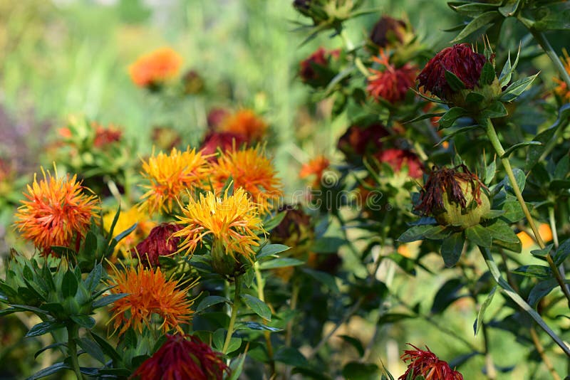 Safflower Japan Stock Photos - Free & Royalty-Free Stock Photos from ...