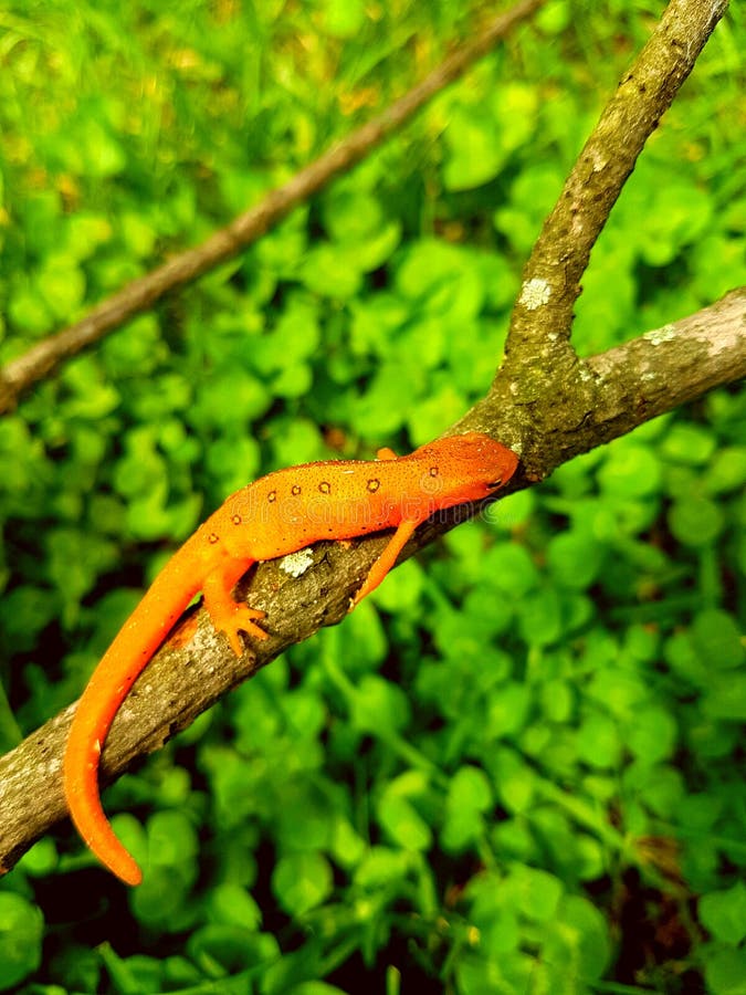 Orange Salamander on Log stock image. Image of tree - 115483961