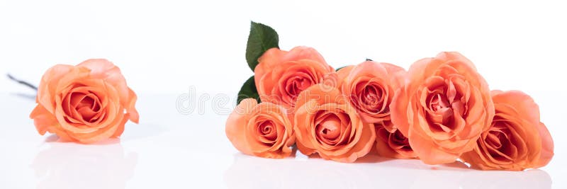 Orange or Salmon Colored Roses in Front of White Stock Photo - Image of ...