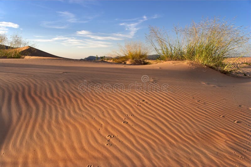 Orange sand stock photo. Image of tourism, dunes, reserve - 3087630