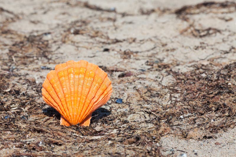 Orange Scallop Shell Stuck in Sand Beach Stock Photo - Image of flows ...