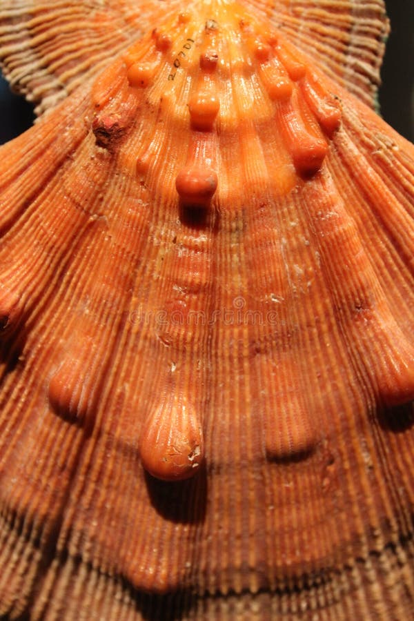 Orange Scallop Shell stock photo. Image of close, seashell - 65271552