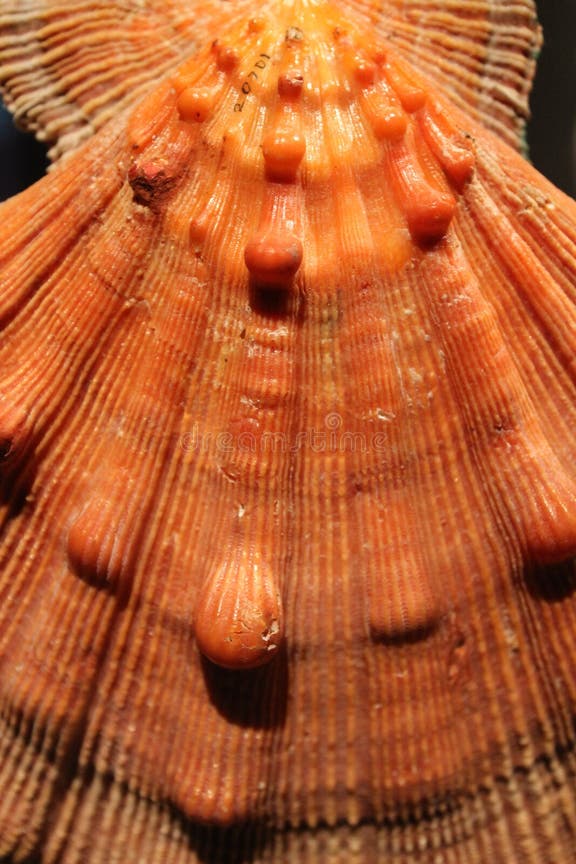 Orange Scallop Shell stock photo. Image of close, seashell - 65271552