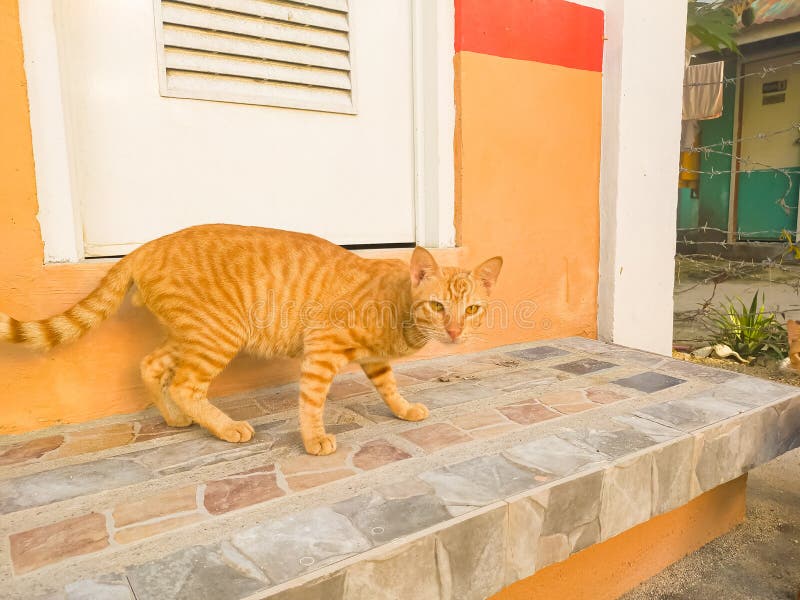 Scaredycat Stock Photos - Free & Royalty-Free Stock Photos from Dreamstime