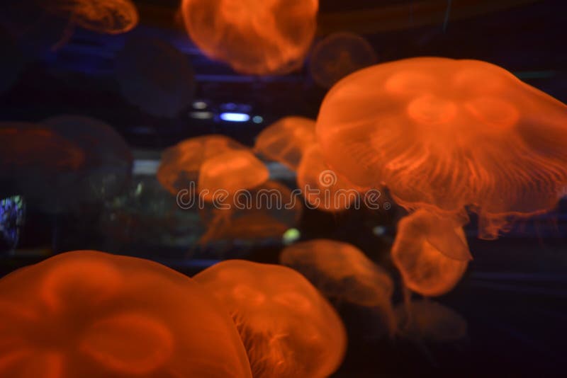 Orange Sea Creatures Jellyfish Stock Photo - Image of reflection, fire ...