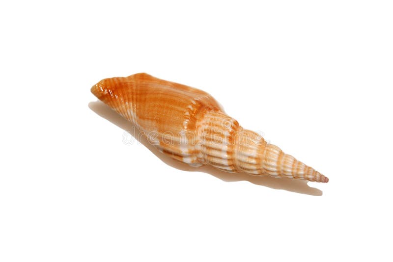 Orange sea shell stock photo. Image of relaxing, nature - 1666864