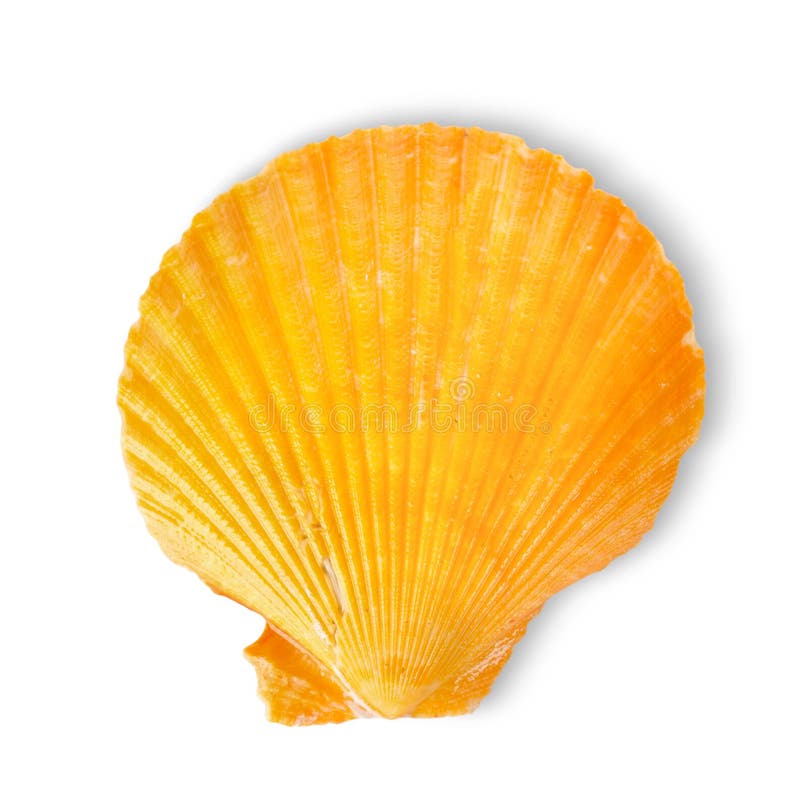 Orange Sea Shell Royalty Free Stock Photos - Image: 23843448