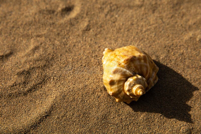 Orange Sea Shell on Sand Beach in Bright Sun Stock Image - Image of ...