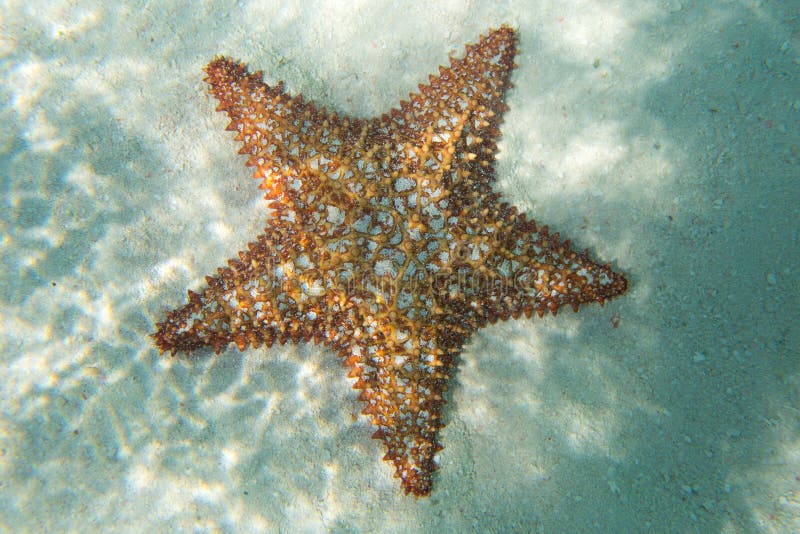 Orange Sea Star in the Turquoise Water Stock Photo - Image of animal ...