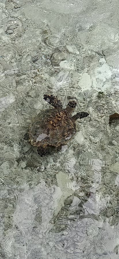 Orange sea turtle stock photo. Image of turtle, orange - 161464432