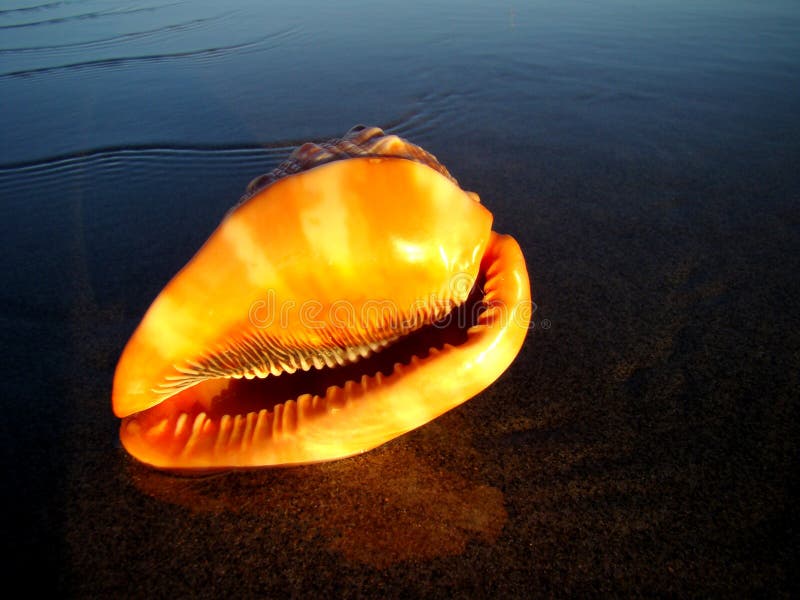 Orange seashell stock image. Image of beach, shallow, topical - 5969401