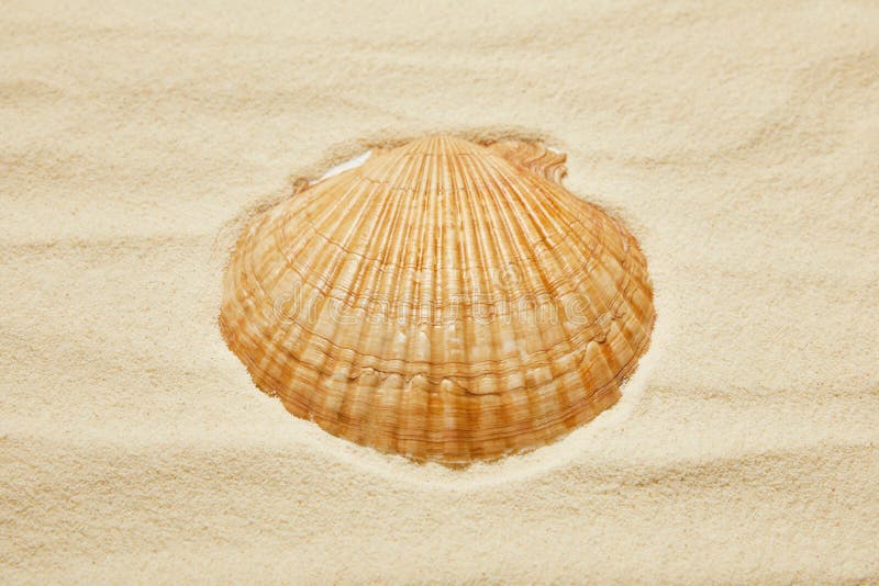 Orange Seashell on Beach with Golden Stock Image - Image of seashell ...